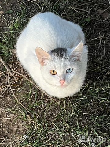 Котенок, девочка 3 мес