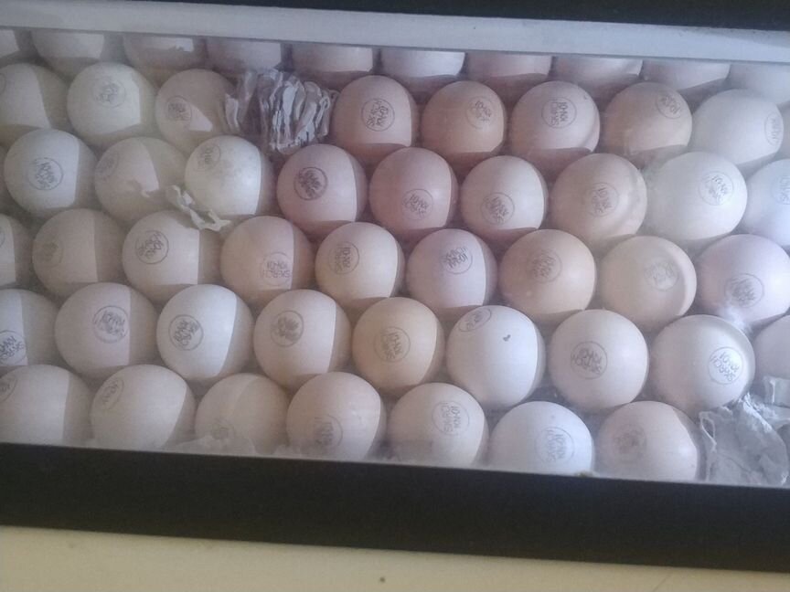 Выведу под заказ любую птичку