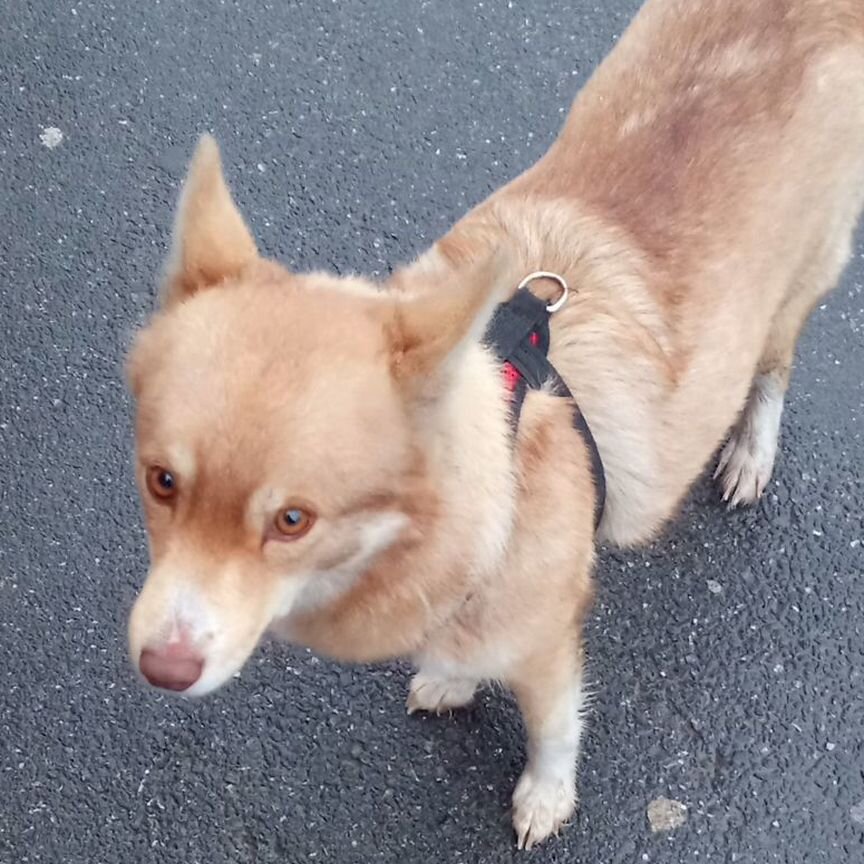 Лайка, взрослая собака