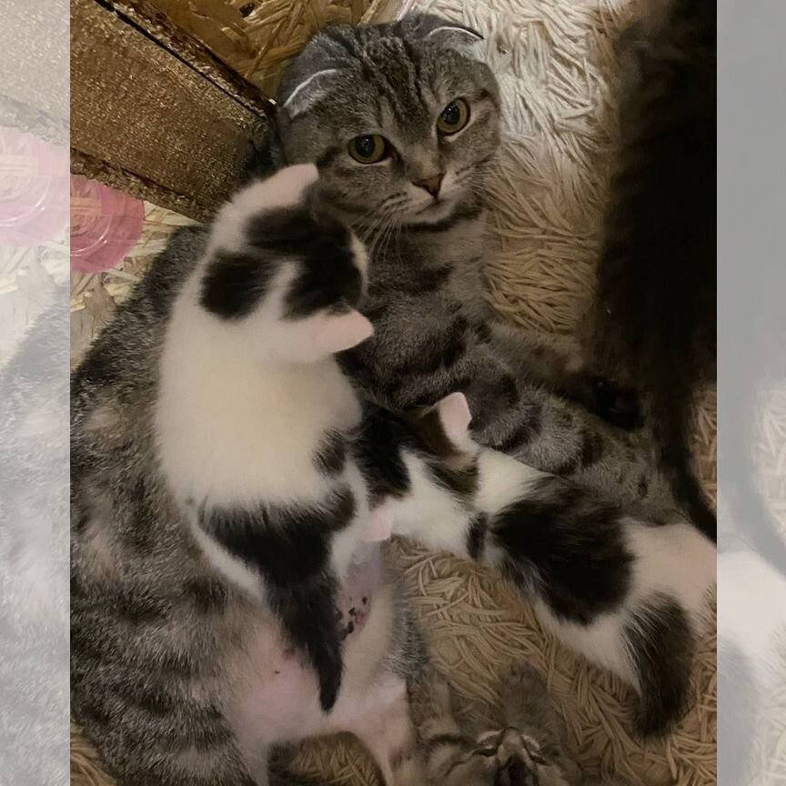 Шотландский вислоухий короткошёрстный котёнок