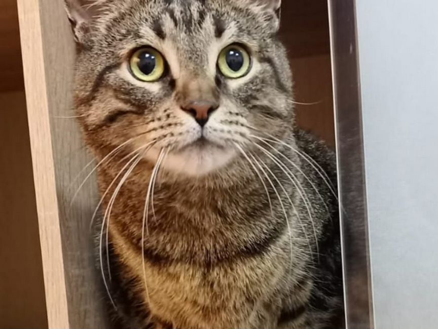 Зоогостиница для кошек