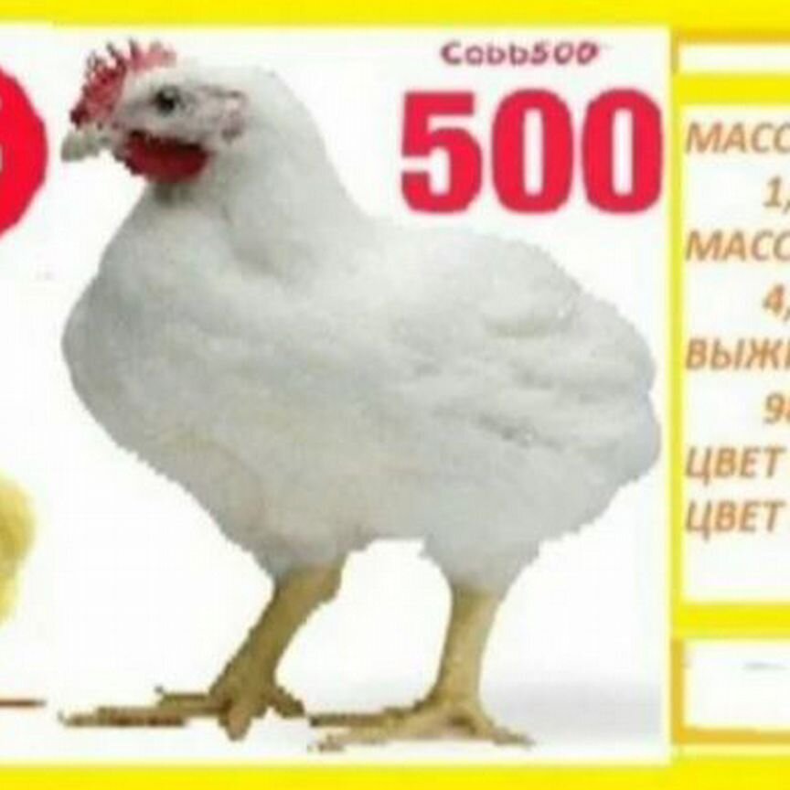 Цыплята суточные