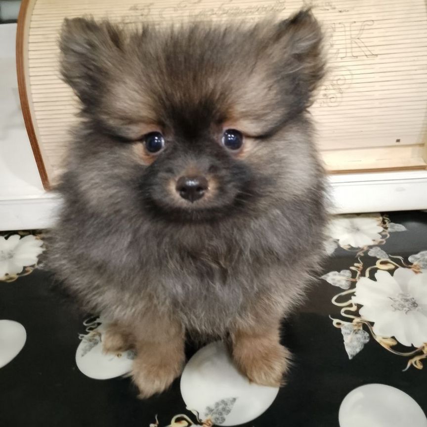 Померанский шпиц, щенок