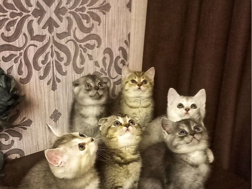 Маленькие шиншилята