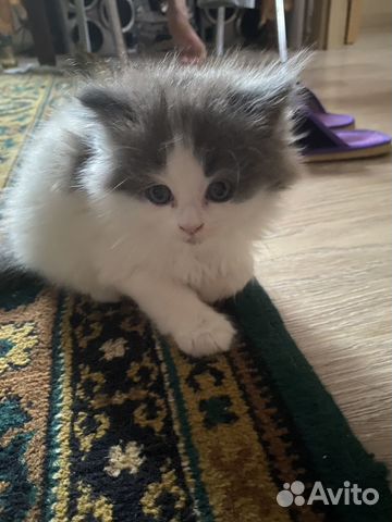 Продаются котята