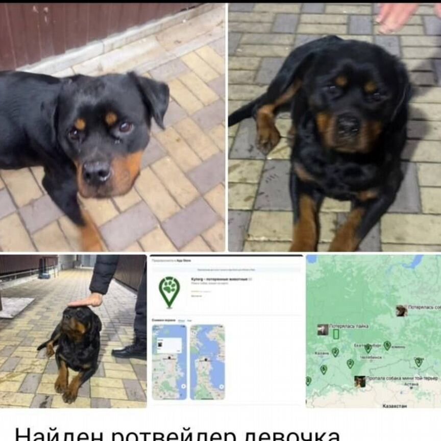 Найдена собака ротвейлер