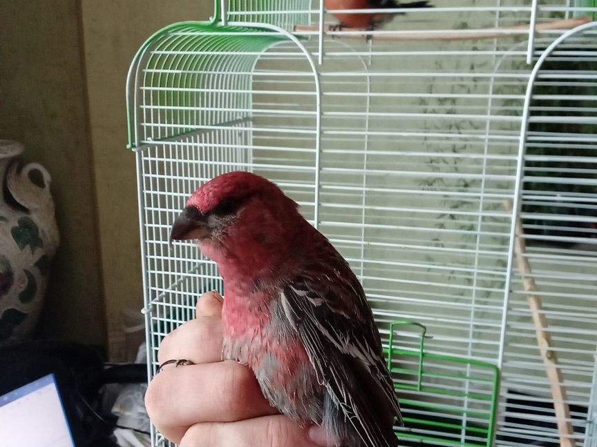 Щуры и другие лесные птицы