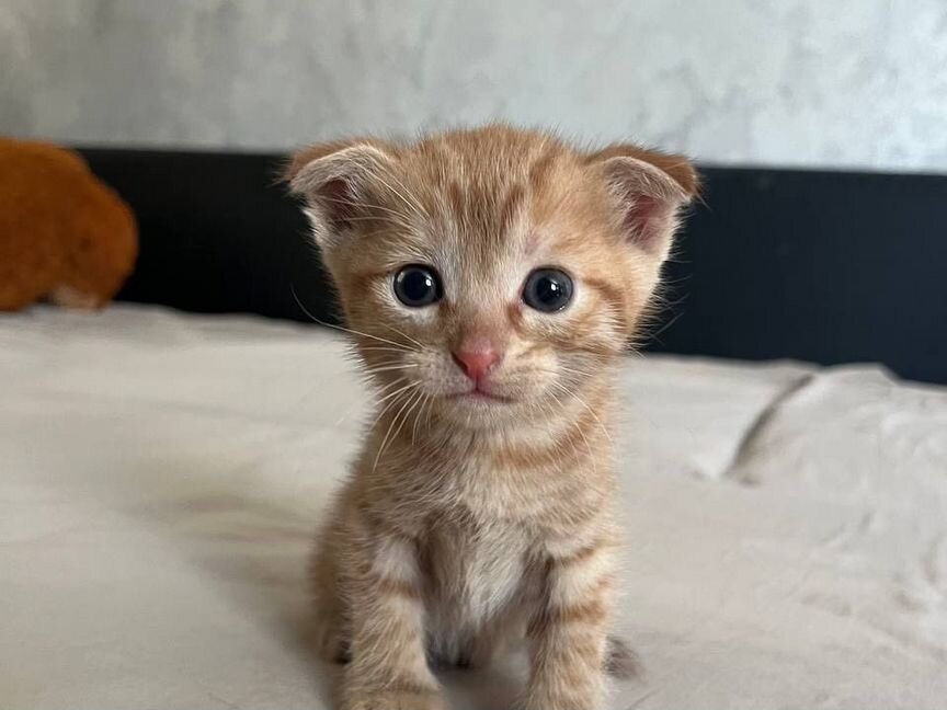 Котята вислоухие в добрые руки