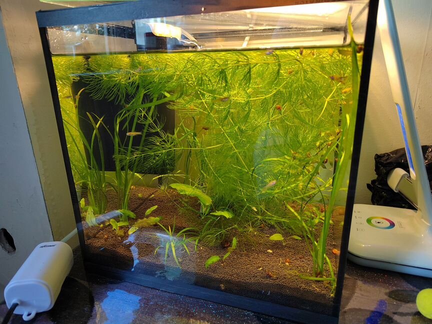 Аквариум+рыбки