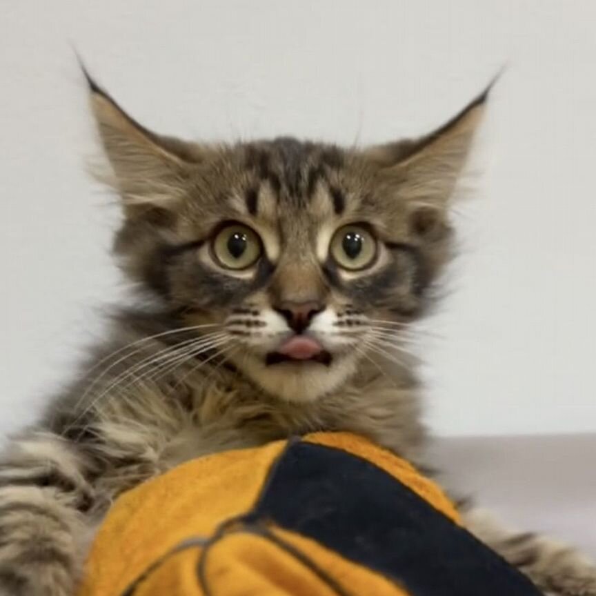 Котенок Васечкин ищет Петрова