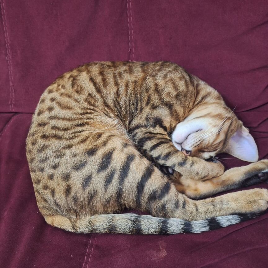 Случка кота