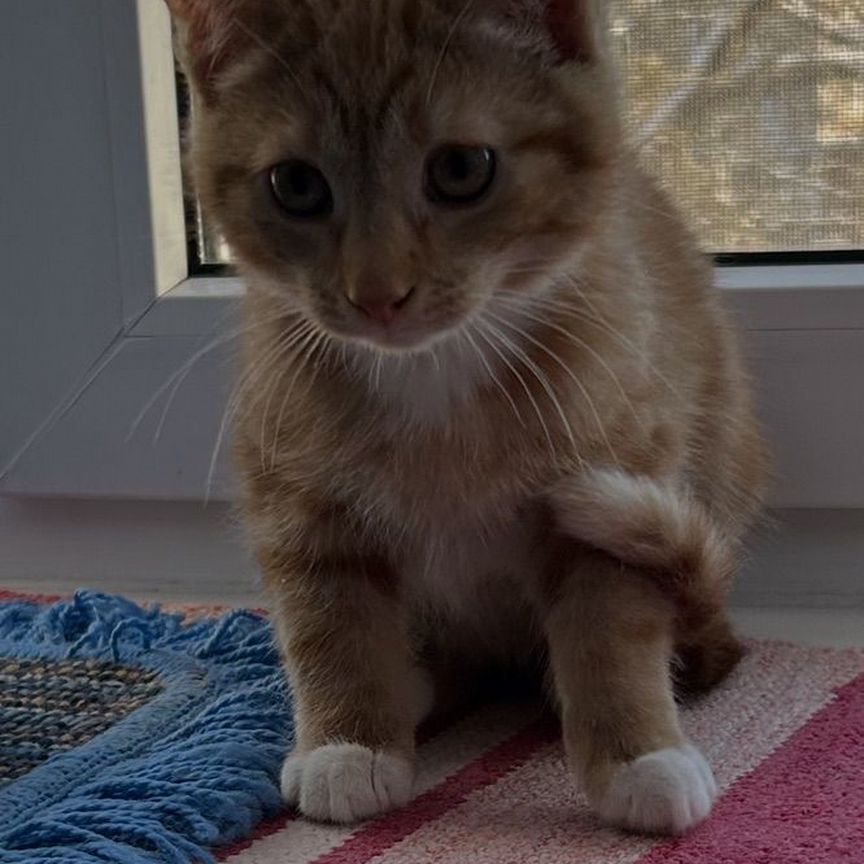 Котик в добрые руки маленький