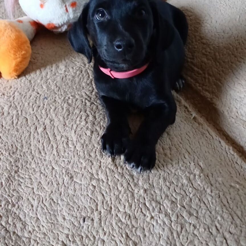 Щенок в добрые руки