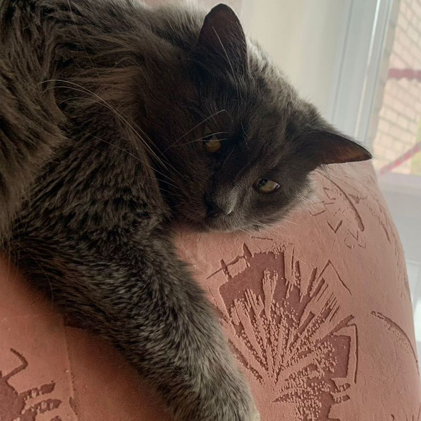 Нибелунг Дымка в дар