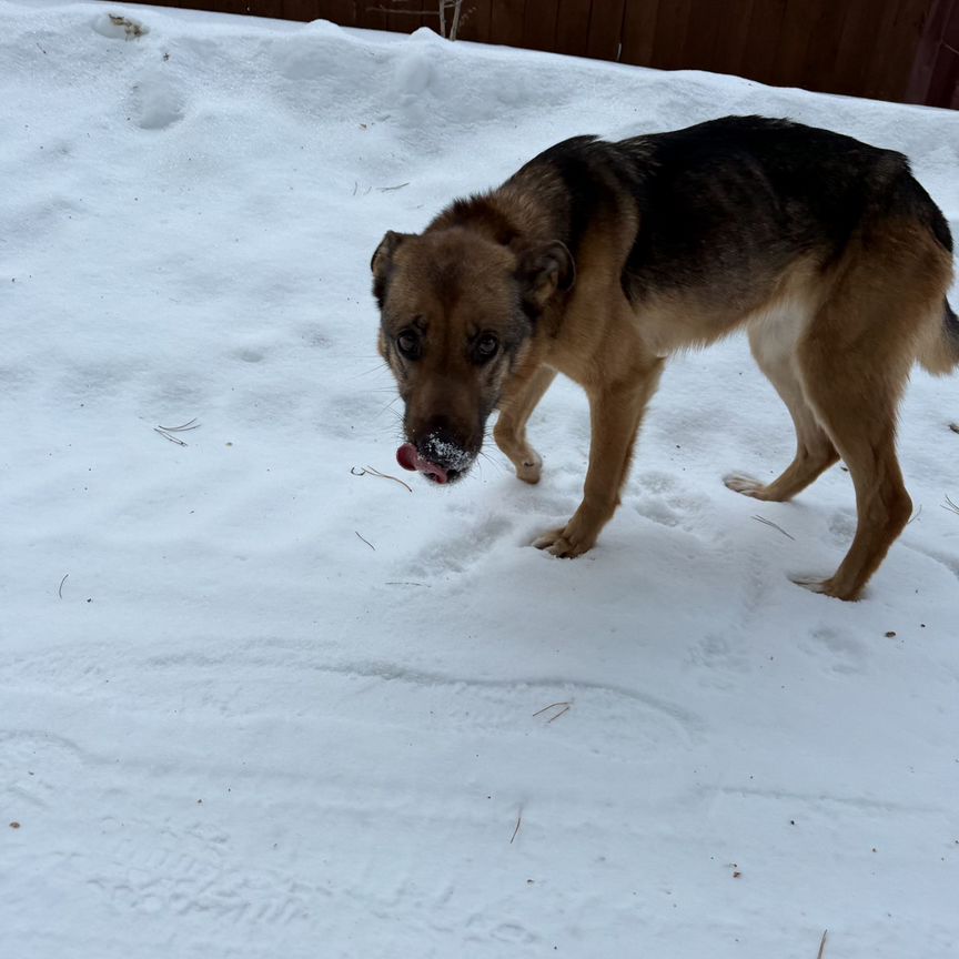 Взрослая собака в добрые руки