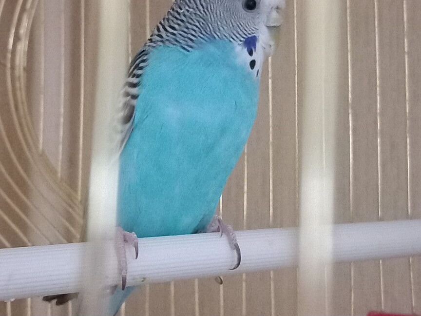 Волнистый попугай