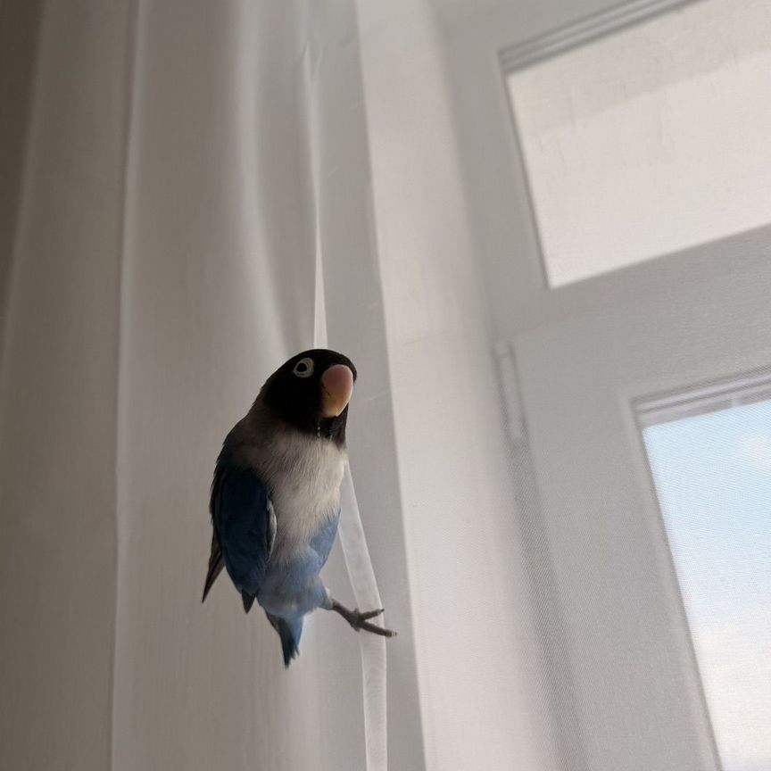 Попугай неразлучник