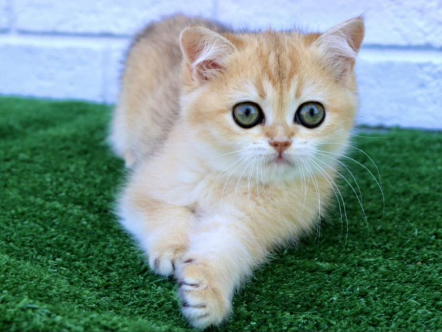 Шотландская золотая шиншилла ny 11