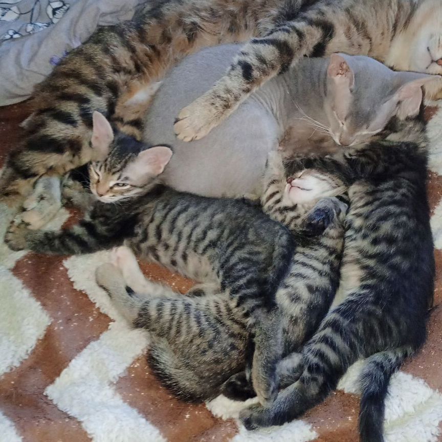 Котята в добрые руки кошечки