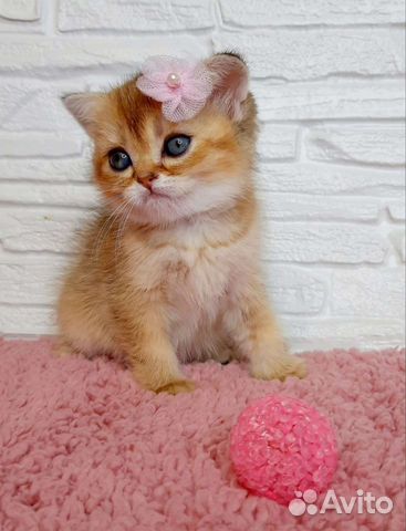 Котята шотландцы