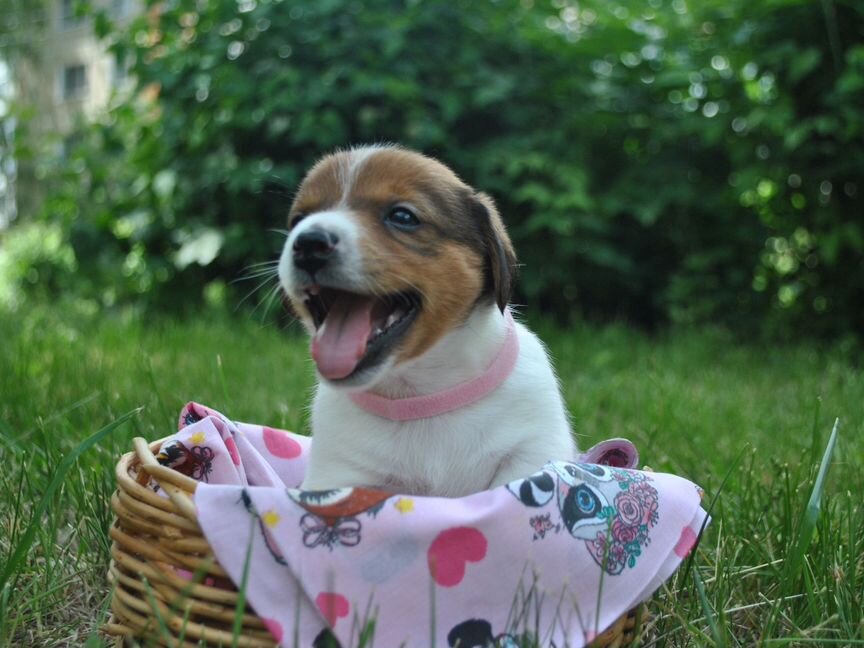 Джек Рассел терьер