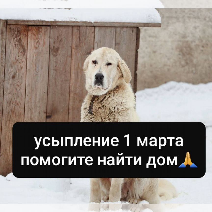 Взрослая собака в добрые руки