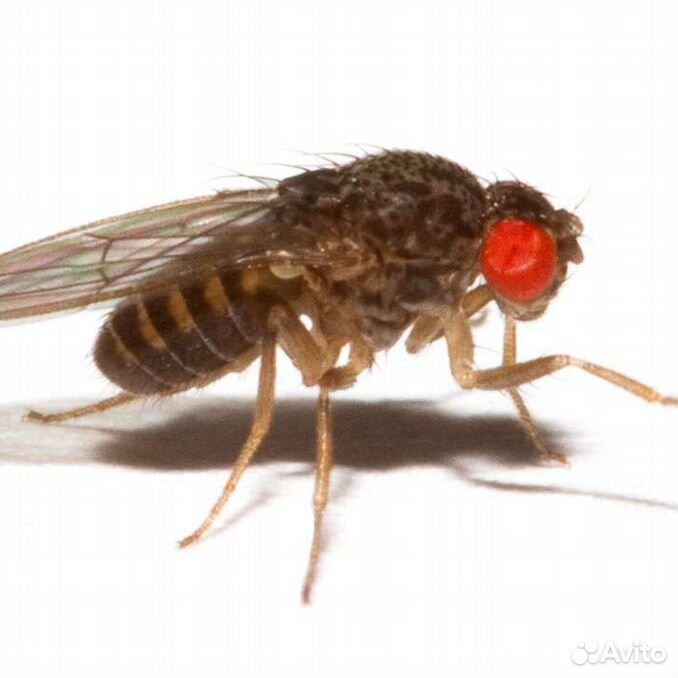 Мушка дрозофила