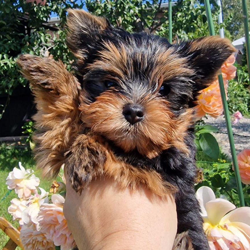 Йоркширский терьер щенки