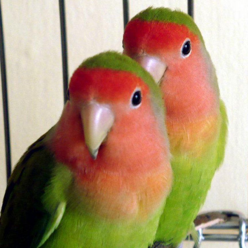 Попугай неразлучники с клеткой