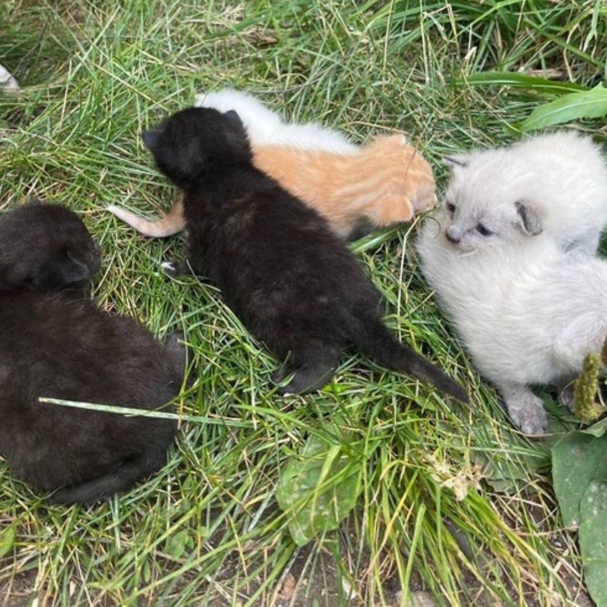 Дети нашли красивых котят
