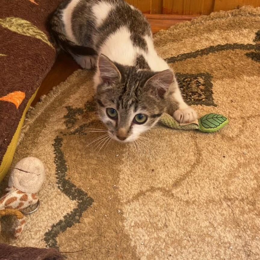 Котята в хорошие руки