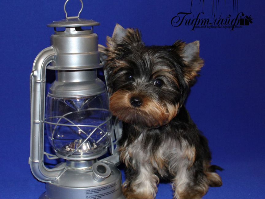 2 кобелька йорширского терьера