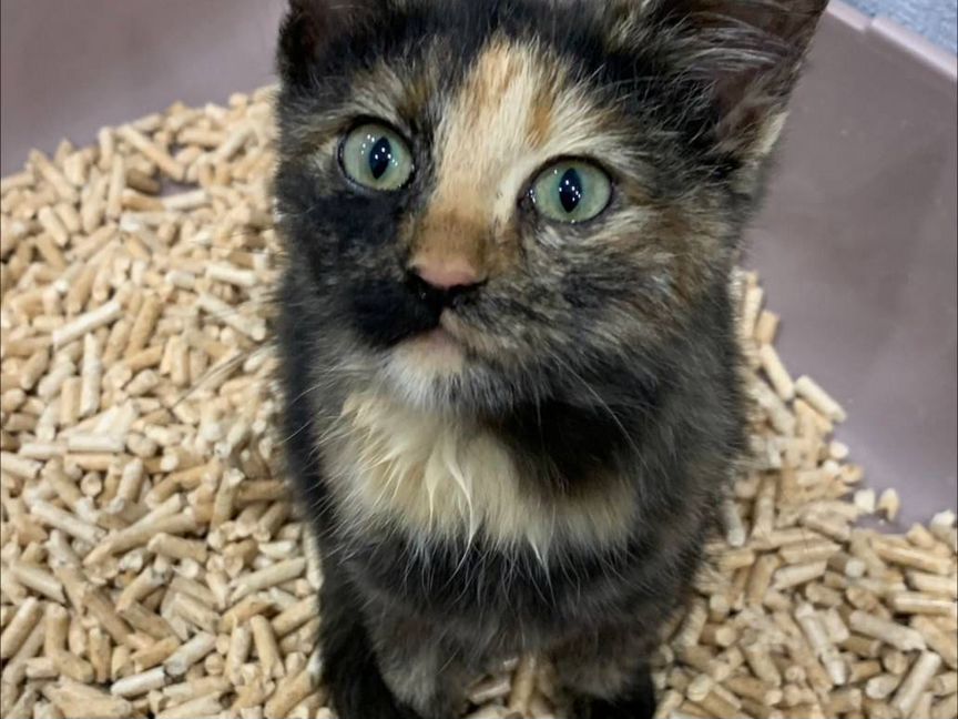 Котеное