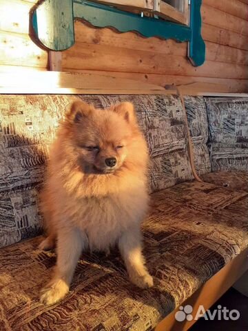 Случка шпиц, кабель