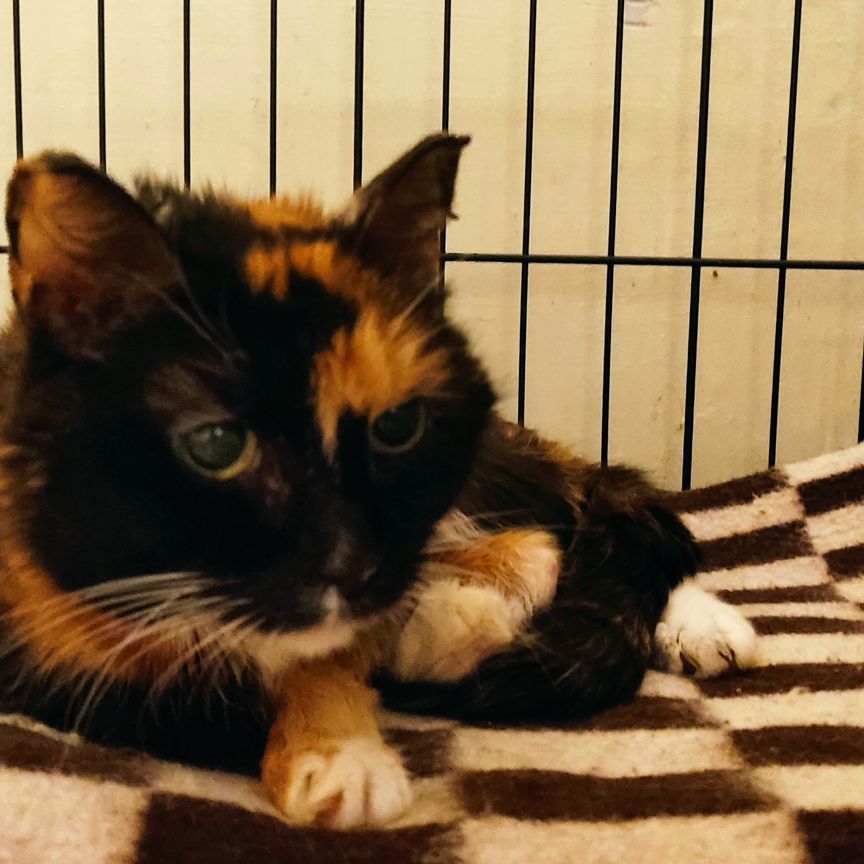 Особенная кошечка Соня в добрые руки