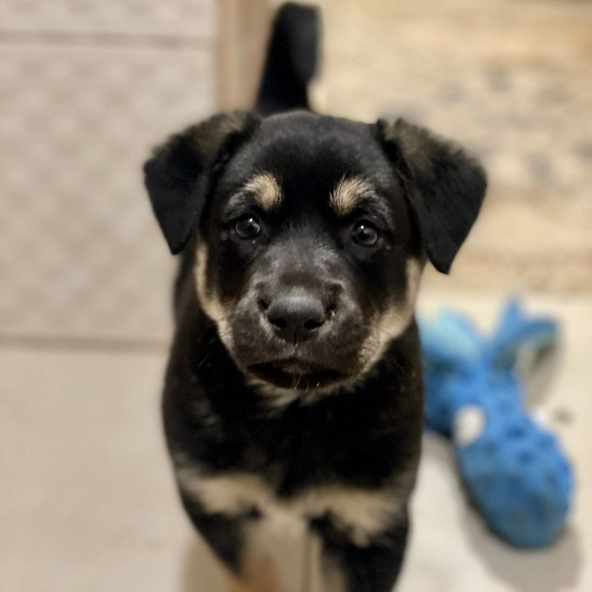 Собака в добрые руки