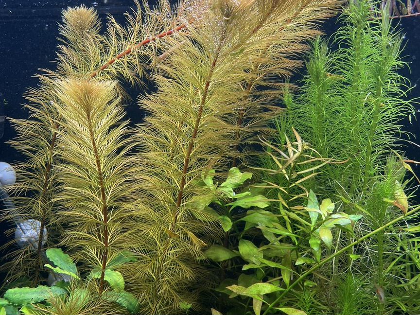 Перистолистник красный