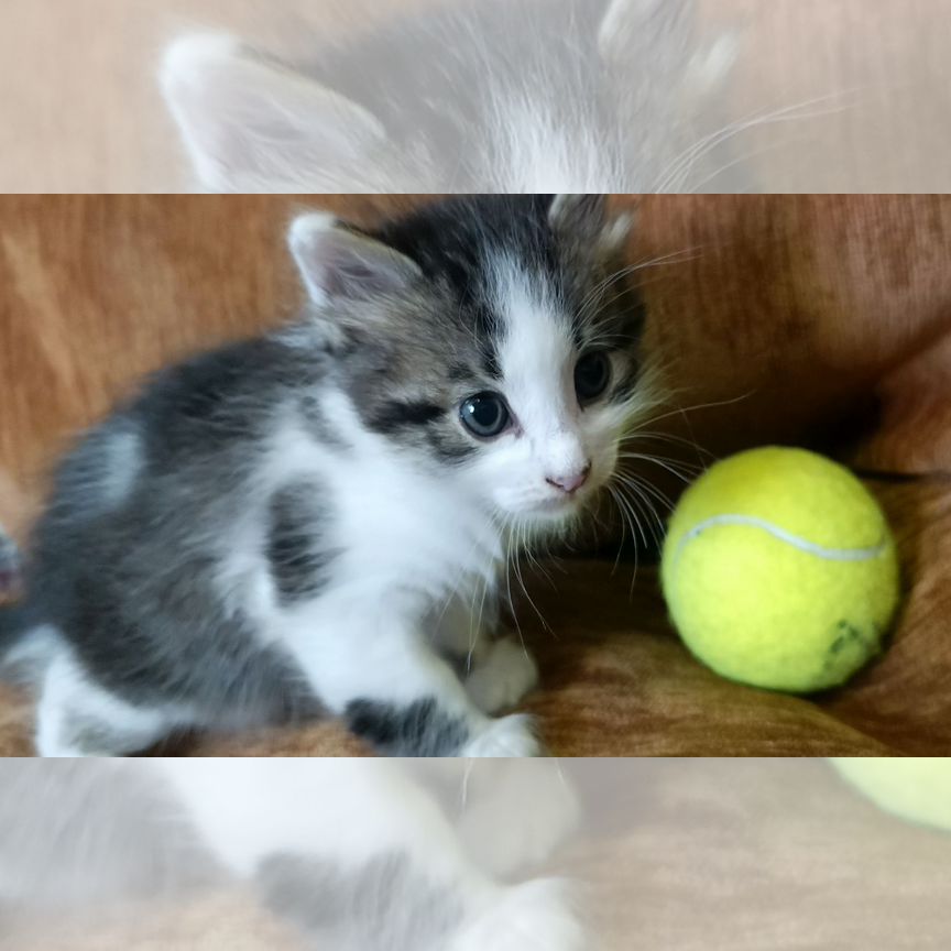 Котята ищут дом