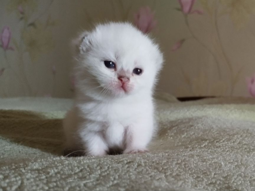 Серебристая шиншилла