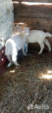 Козочка и козлëнок