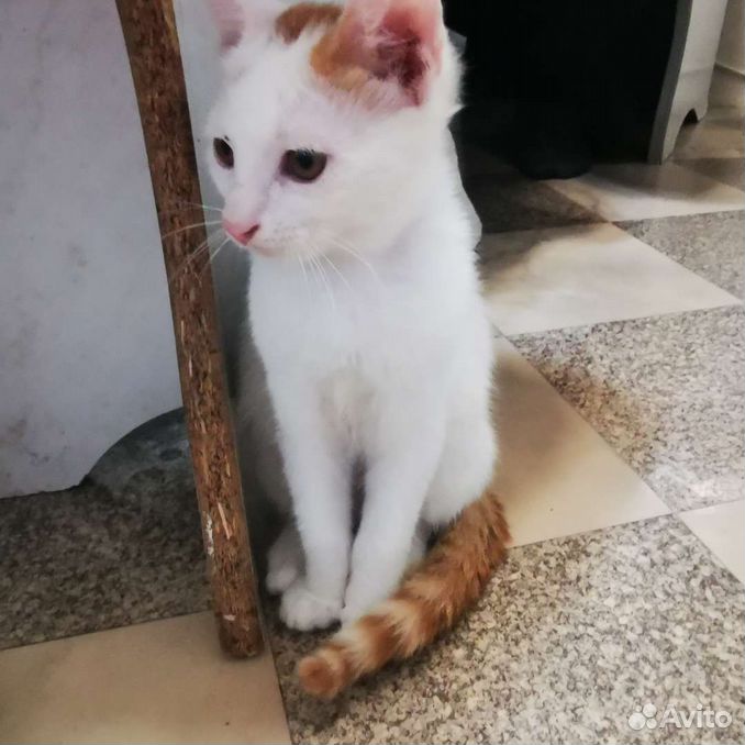 Турецкая Ангорка смесь с трёхцветной