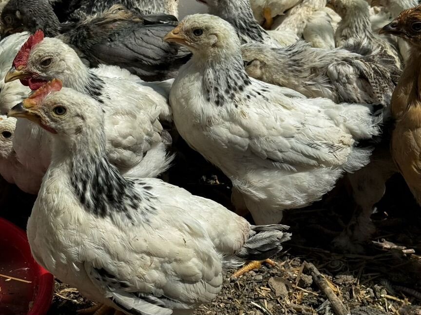 Куры Адлерская Серебристая