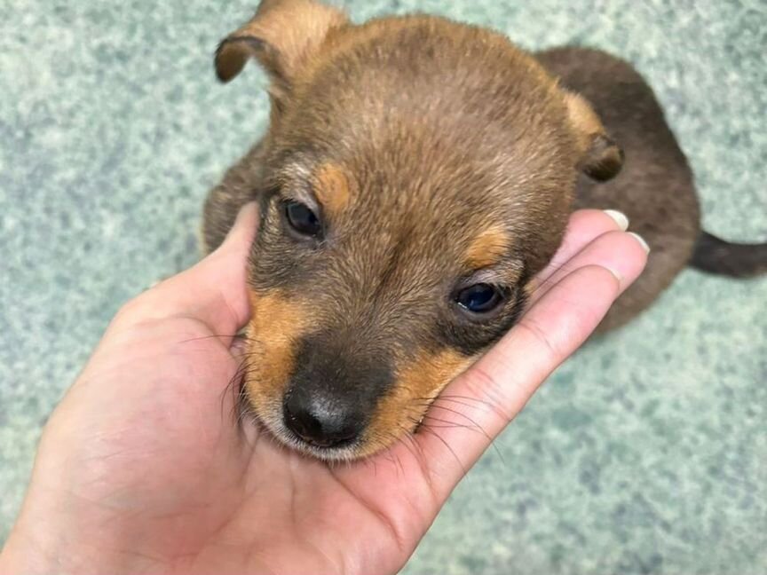 Маленьких щенков подбросили на вокзал