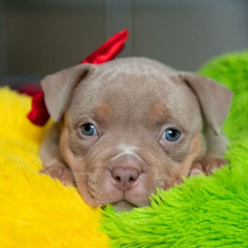 Американский булли, щенок