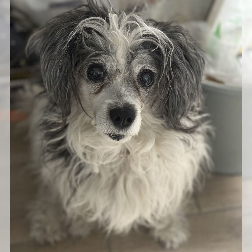 Взрослая собака в добрые руки