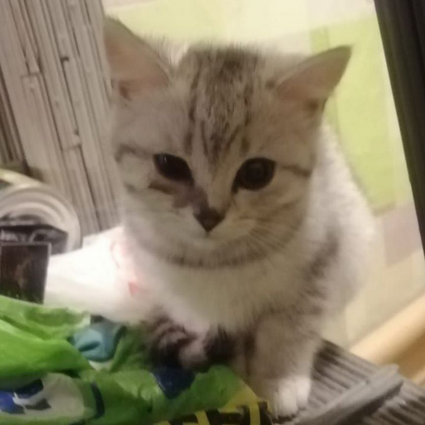 Британские котята
