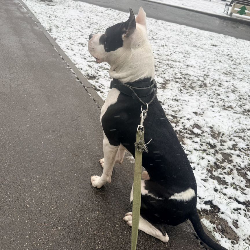 Американский стаффордширский терьер, щенок