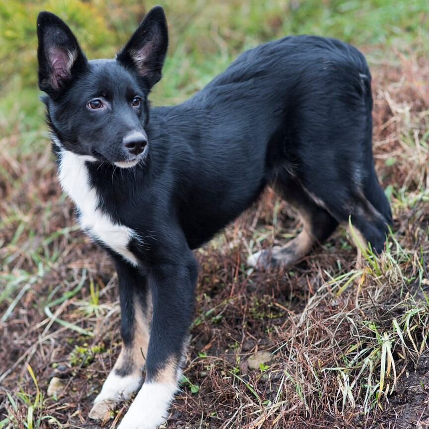 Щенок в добрые руки