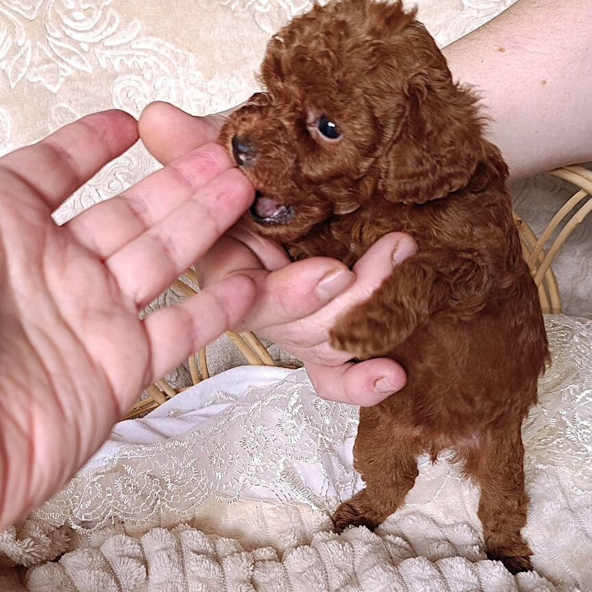 Той-пудель, щенок