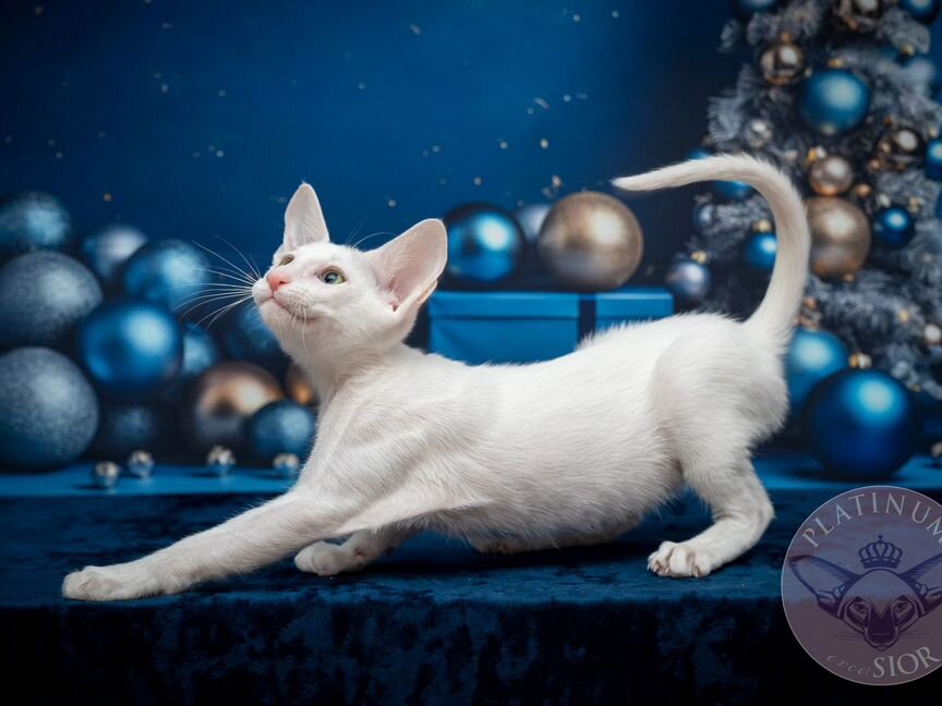 Ориентальный котенок мальчик